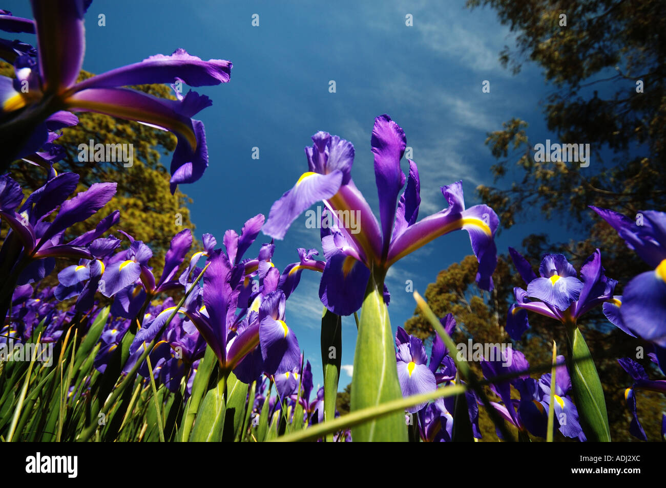 Iris prismatica in display garden a perennial herbs, growing from ...