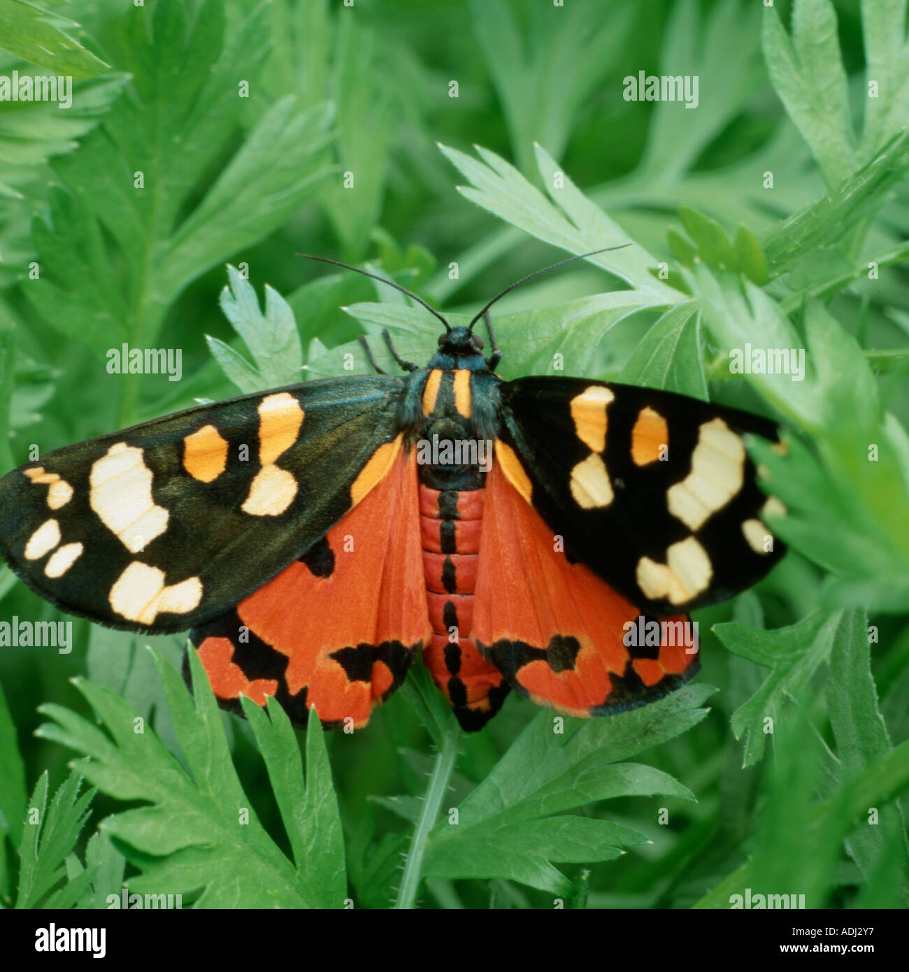 Scarlet tiger moth Stock Photo - Alamy