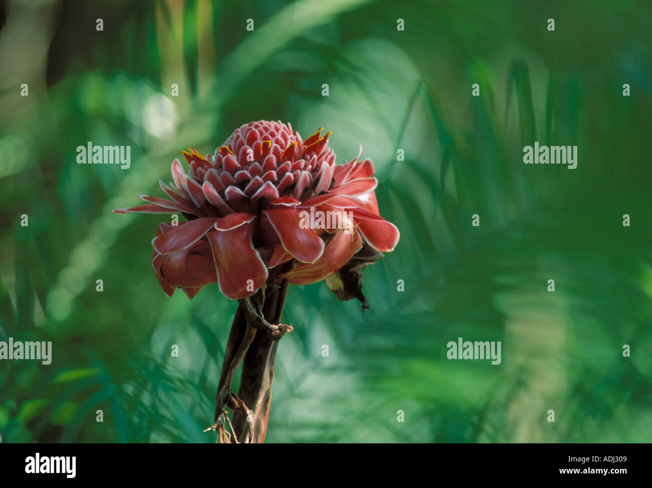 Torch Ginger Eliator zingiberaceae native to Celebes and Java ...