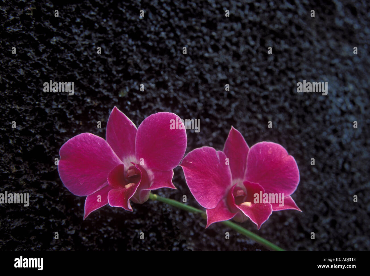 Epidendrium hi-res stock photography and images - Alamy