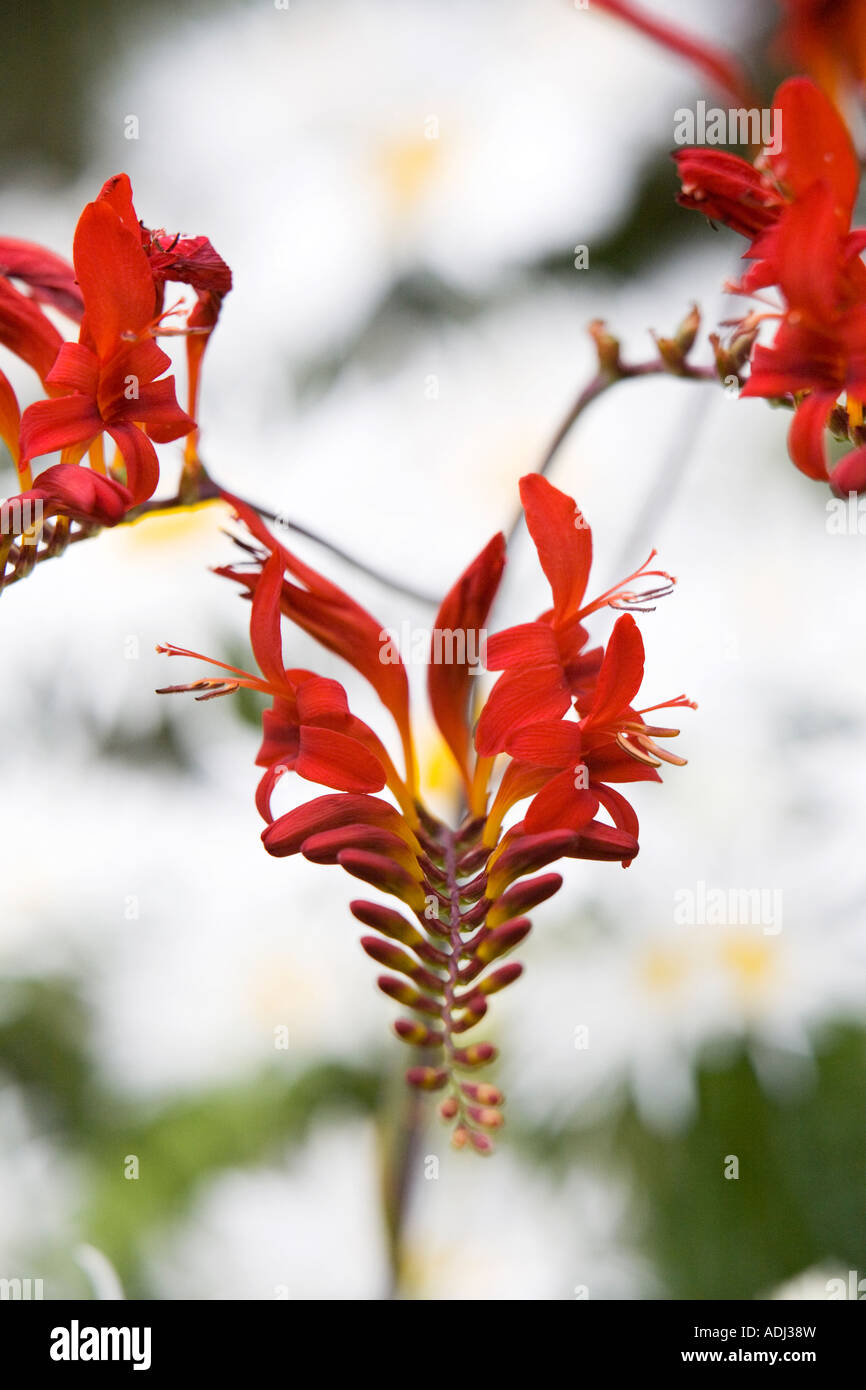 Crocosmia lucifer flowers in an english garden against a white daisy ...