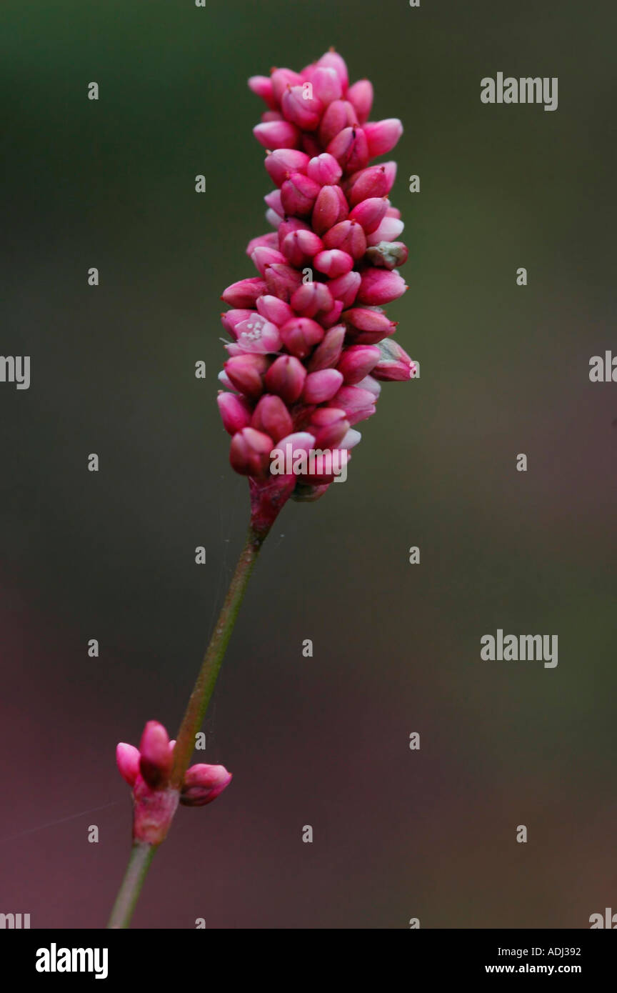 Pale Persicaria Persicaria lapathifolium Stock Photo - Alamy