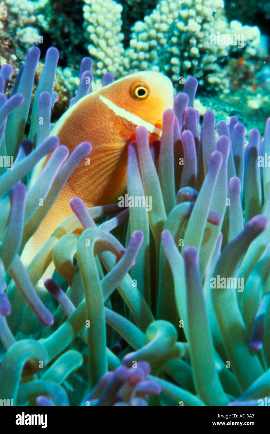 Anenome Fish or Clown Fish Amphiprion Perideraion Stock Photo - Alamy