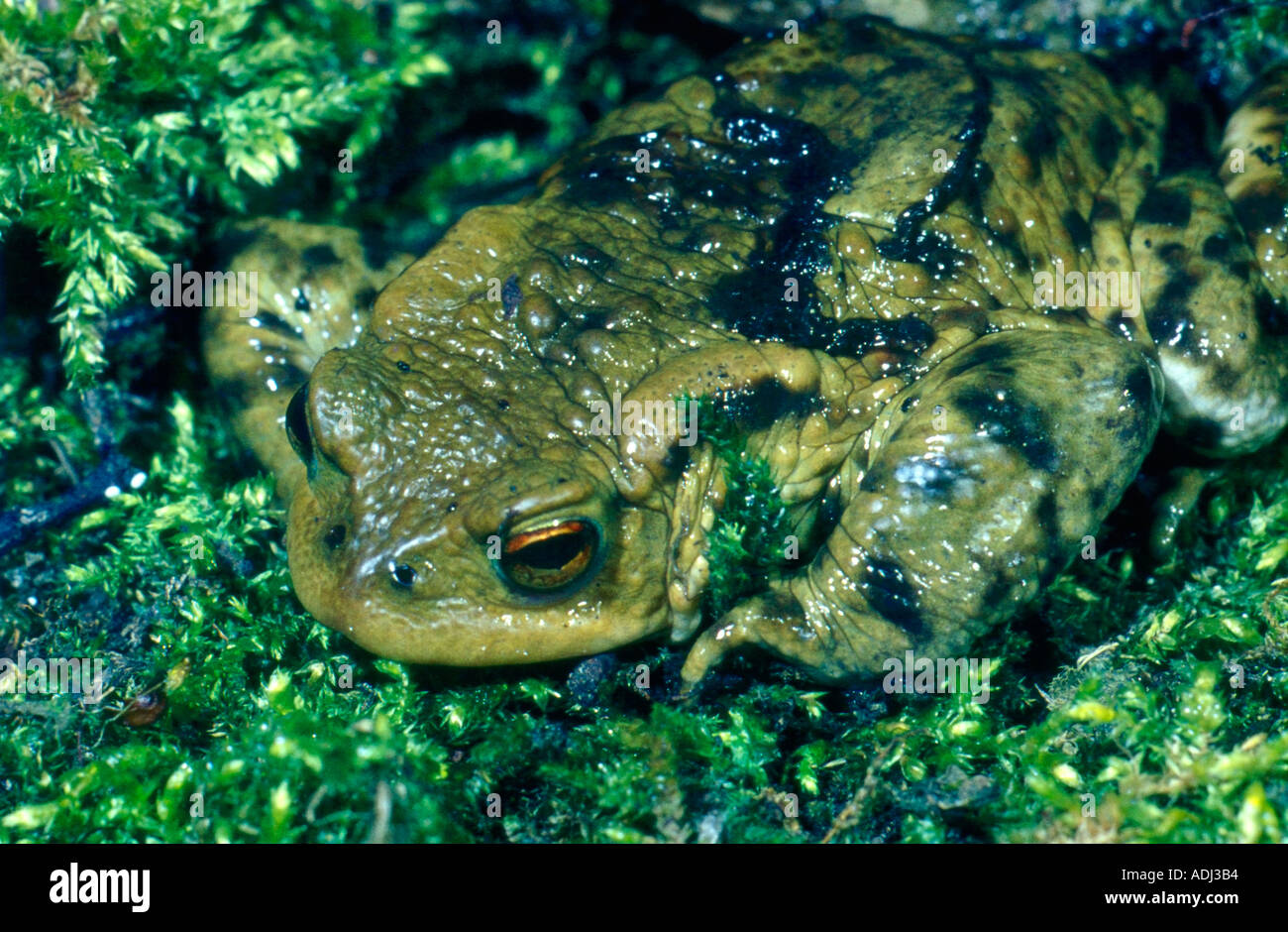 Common Toad Bufo Bufo Stock Photo - Alamy