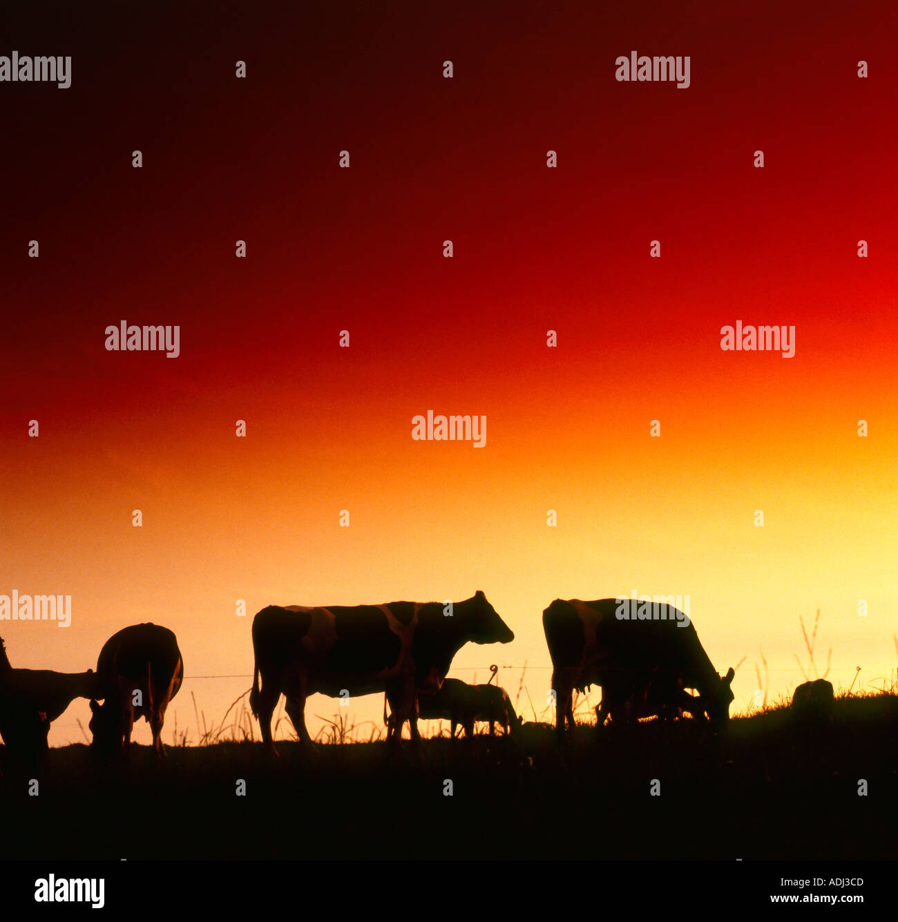 Fresian Cattle Grazing Stock Photo - Alamy