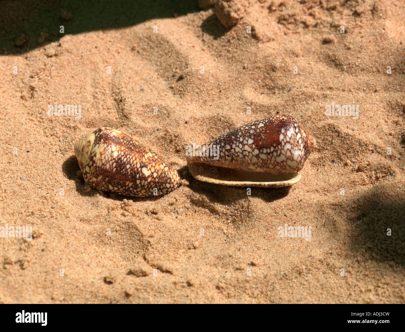 Textile cone shell hi-res stock photography and images - Alamy