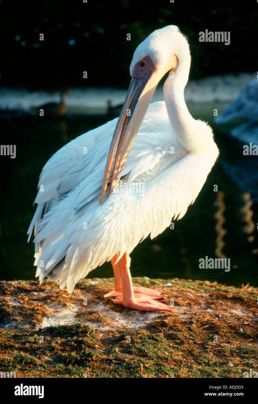 White Pelican preening Stock Photo - Alamy