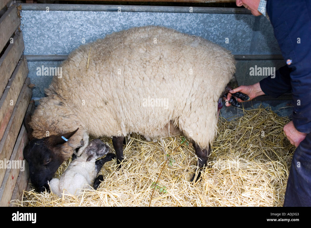 Sheep giving birth hi-res stock photography and images - Alamy