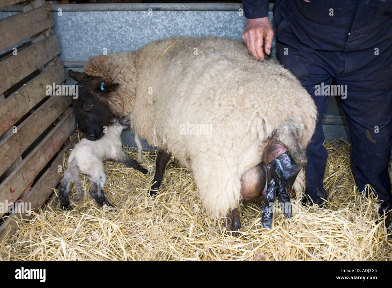 Ewe giving birth Stock Photo - Alamy