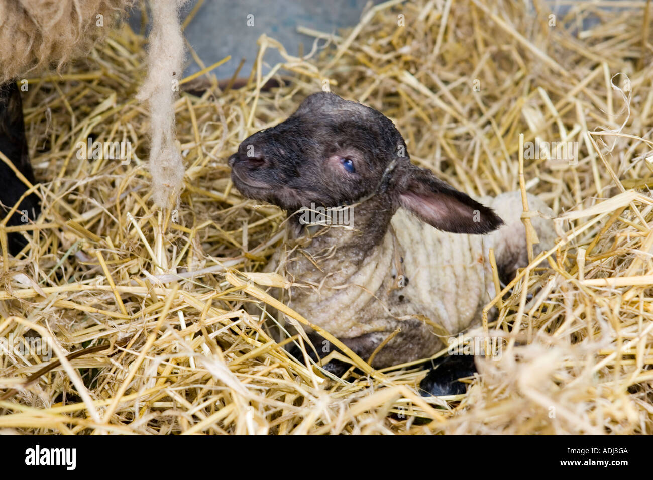 Newly born lamb Stock Photo - Alamy