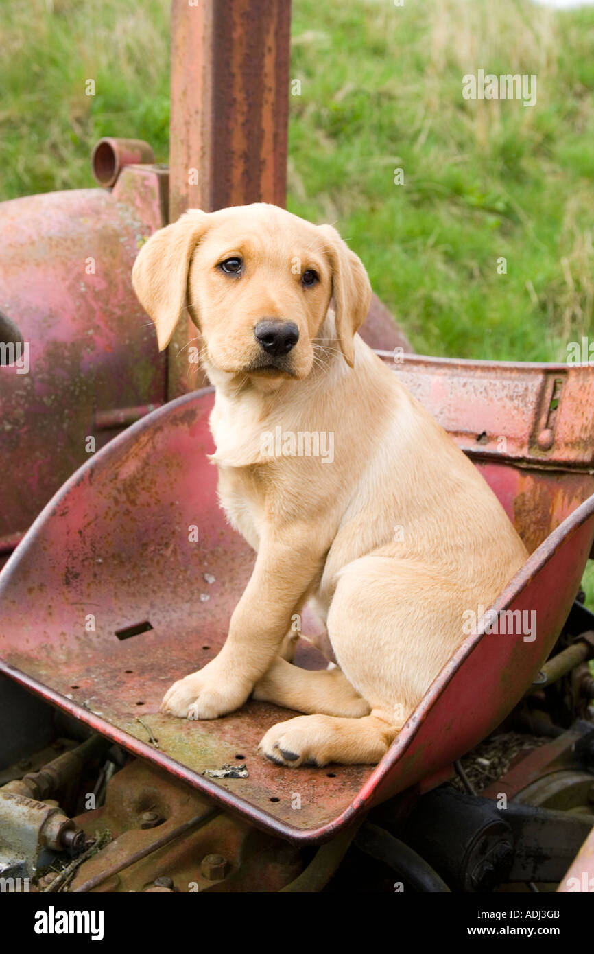 Golden labrador puppy Stock Photo - Alamy