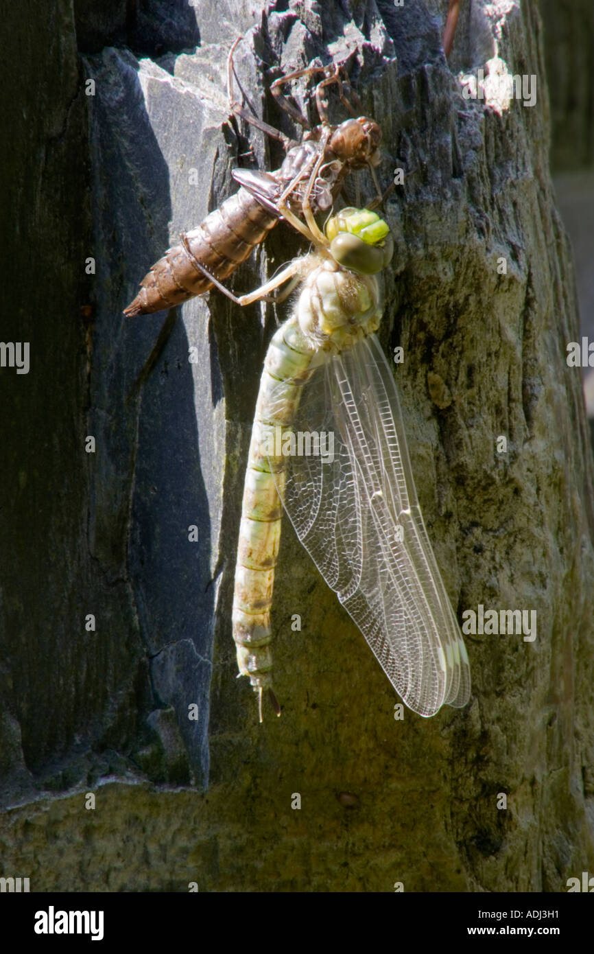 Emperor dragonfly and larva case Stock Photo - Alamy