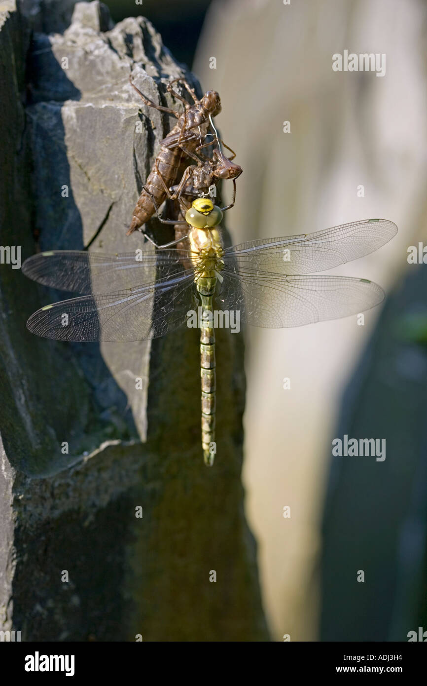 Anisoptera larvae hi-res stock photography and images - Alamy