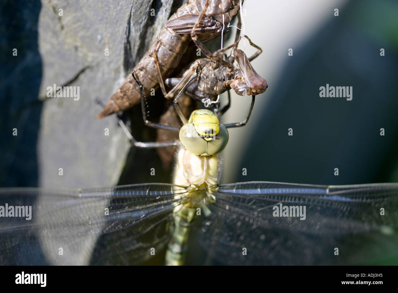 Emperor dragonfly nymph anax imperator hi-res stock photography and ...