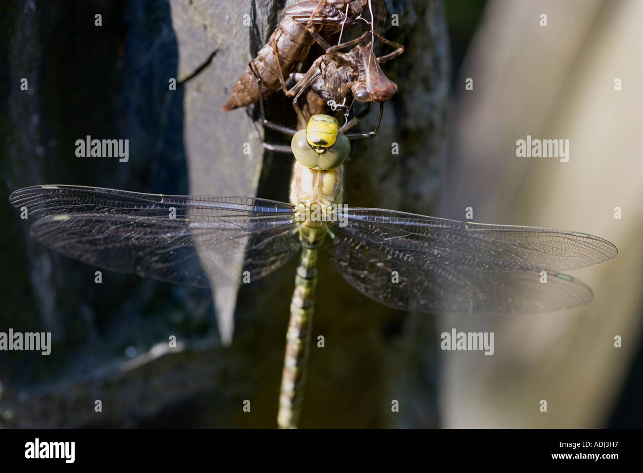 Dragonfly nymph larvae hi-res stock photography and images - Alamy