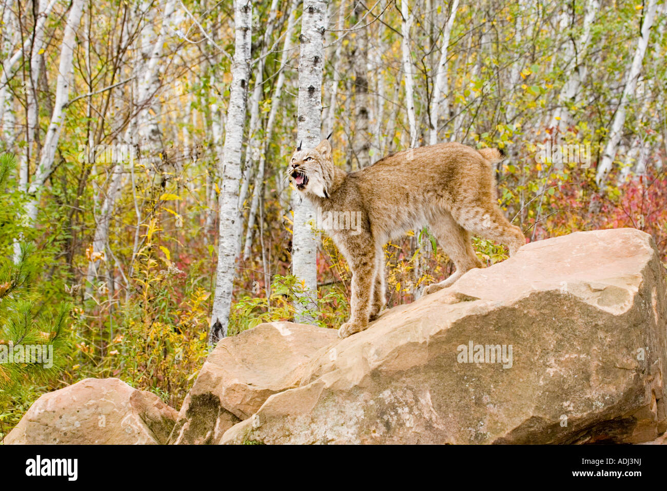 Lynx snowshoe hare hi-res stock photography and images - Alamy