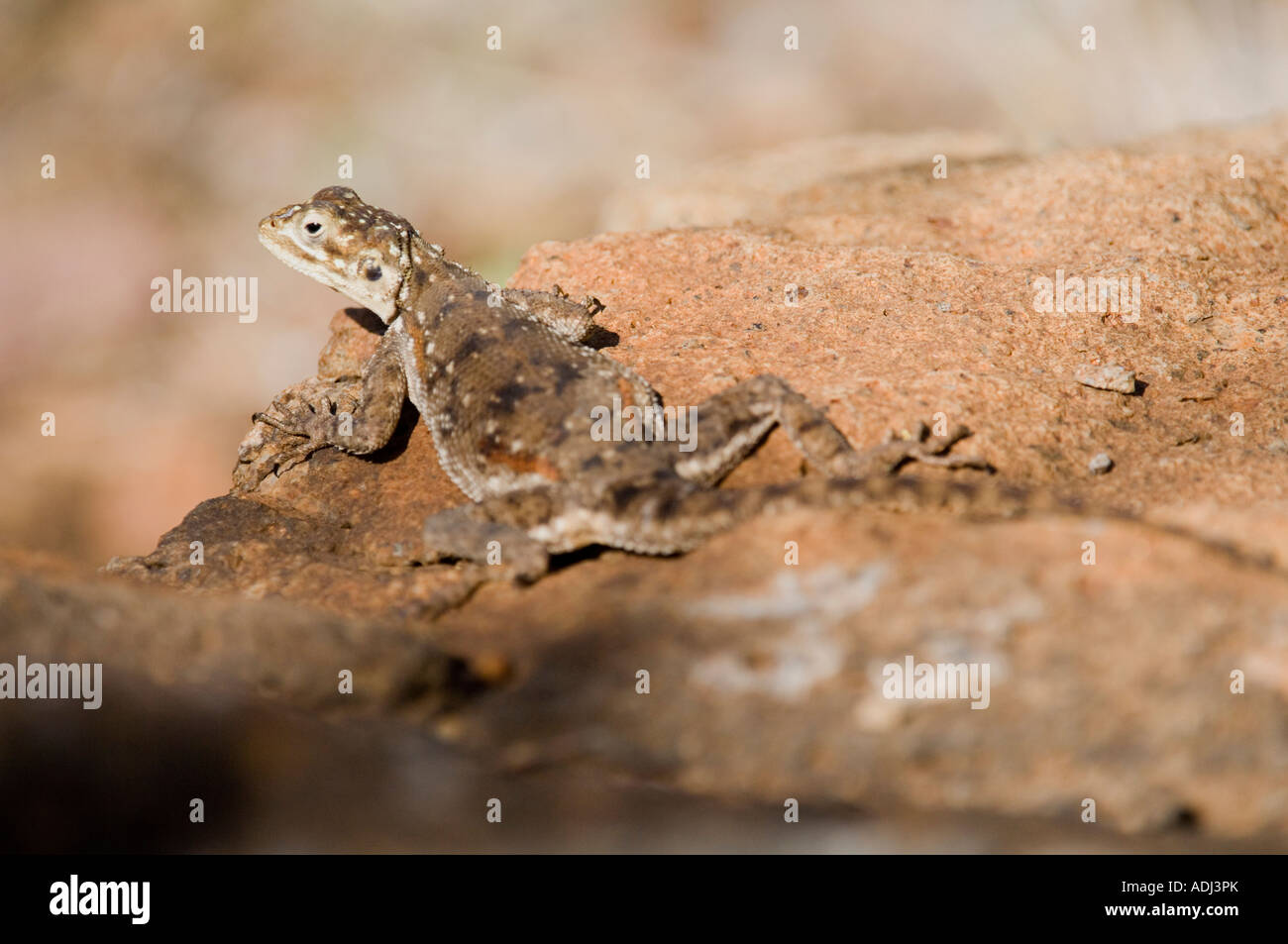 Lizard downs hi-res stock photography and images - Alamy