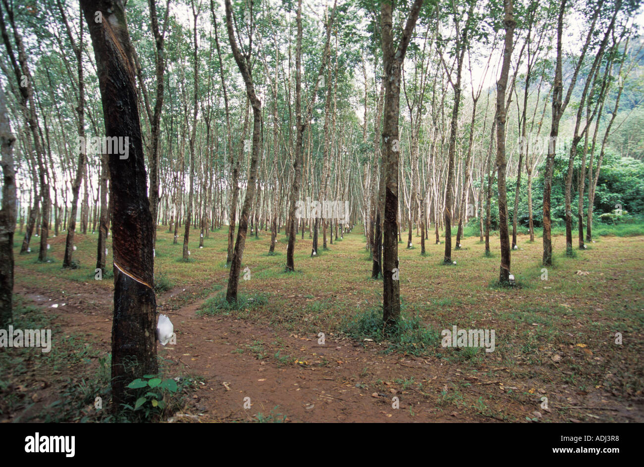 A grove of rubber trees in Thailand Stock Photo - Alamy