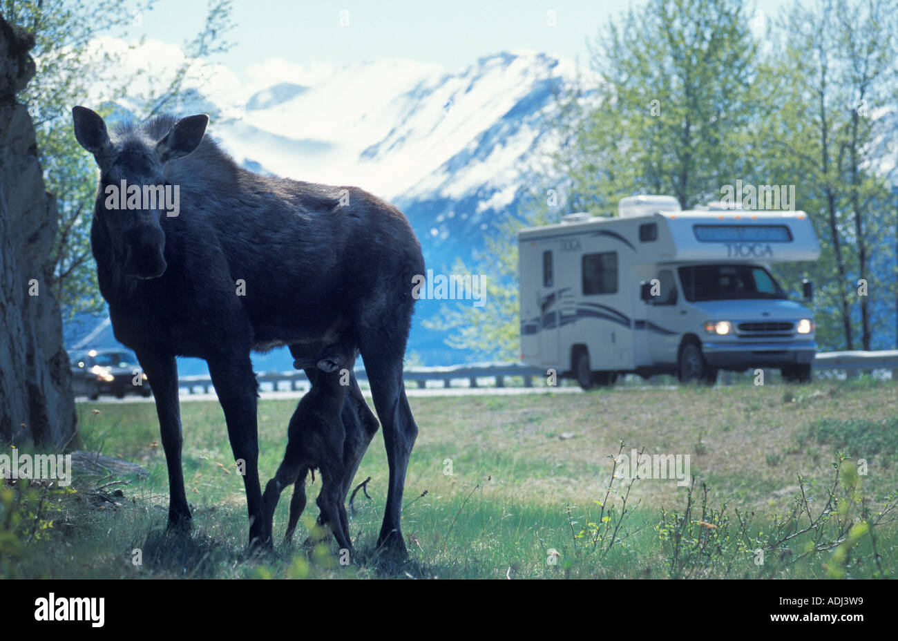 Calf moose nursing hi-res stock photography and images - Alamy