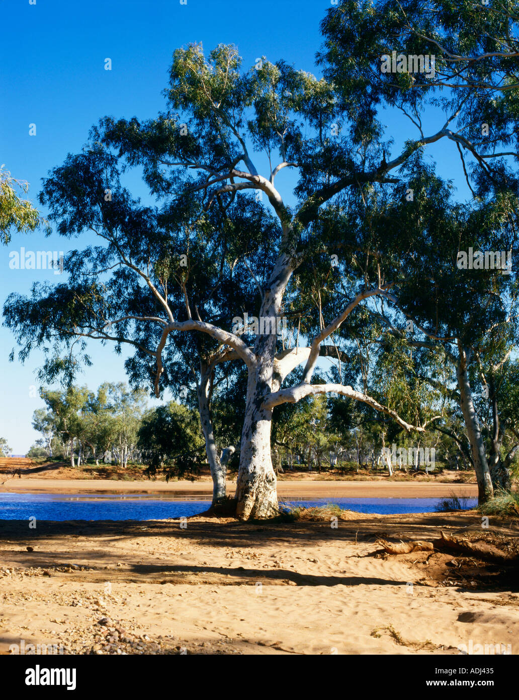 Gum Tree Australia Stock Photo - Alamy