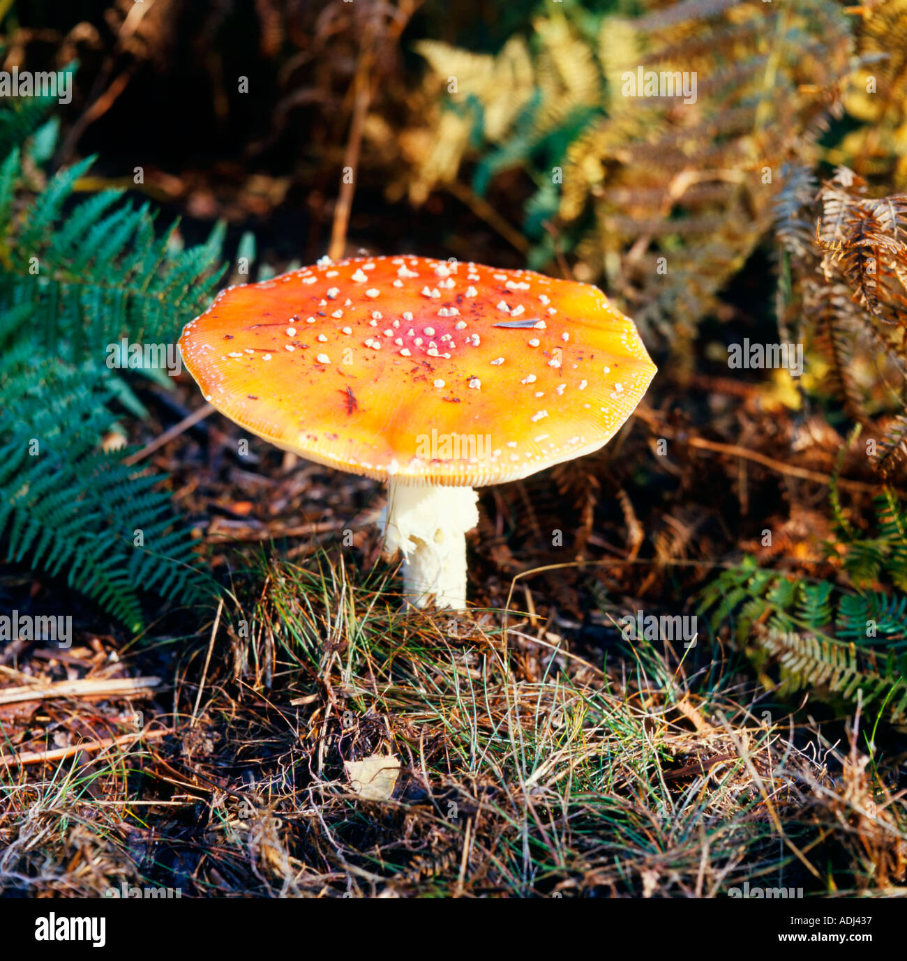 Fungi Fly Agaric Stock Photo - Alamy