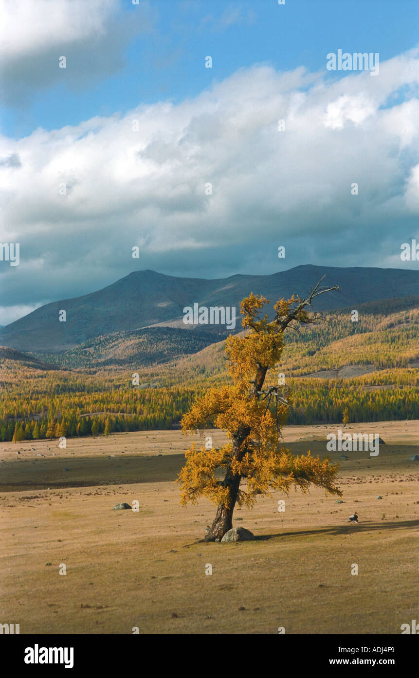A larch tree The Jazator river s valley Altai Russia Stock Photo - Alamy