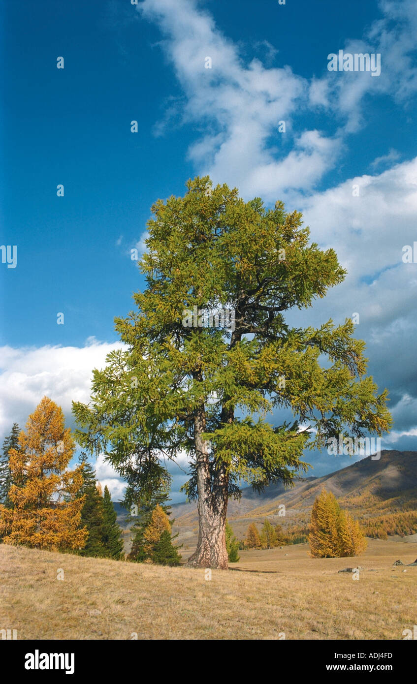A pine tree The Jazator river s valley Altai Russia Stock Photo - Alamy