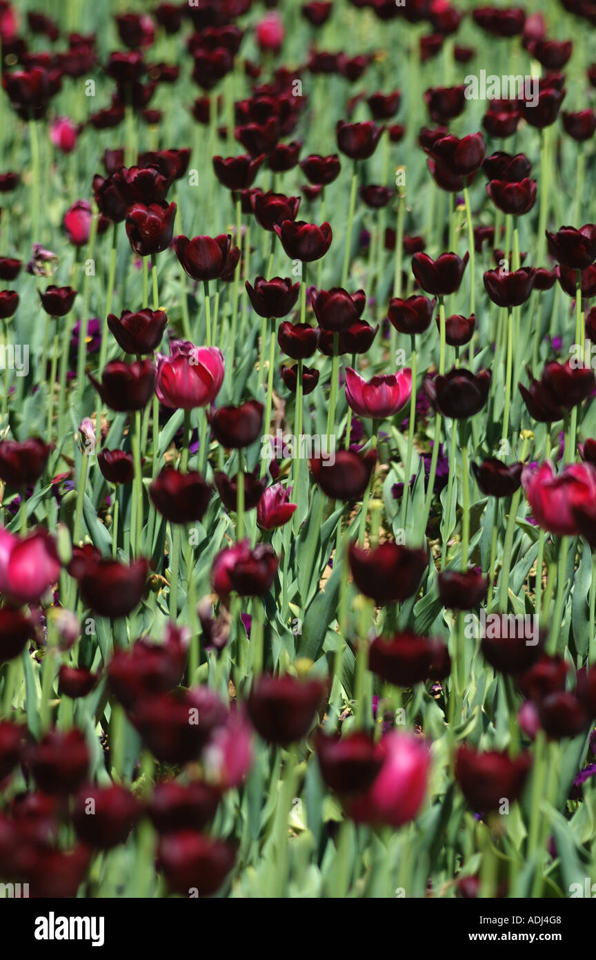 Delightful display hi-res stock photography and images - Alamy