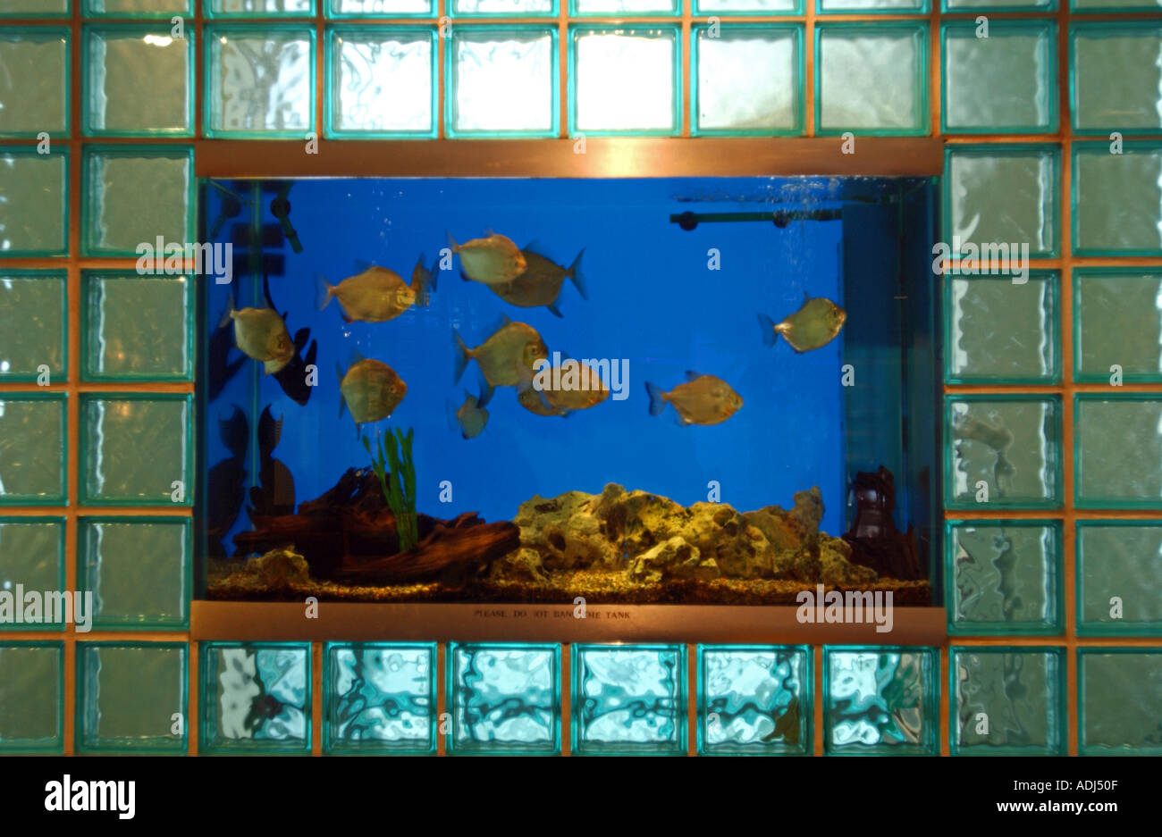 Glass tank hi-res stock photography and images - Alamy