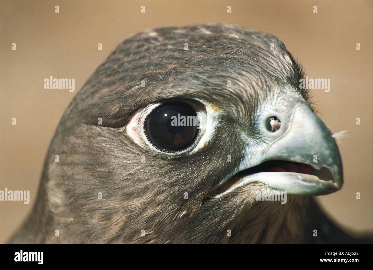 Saker Falcon Falco Cherrug Altai Russia Stock Photo - Alamy