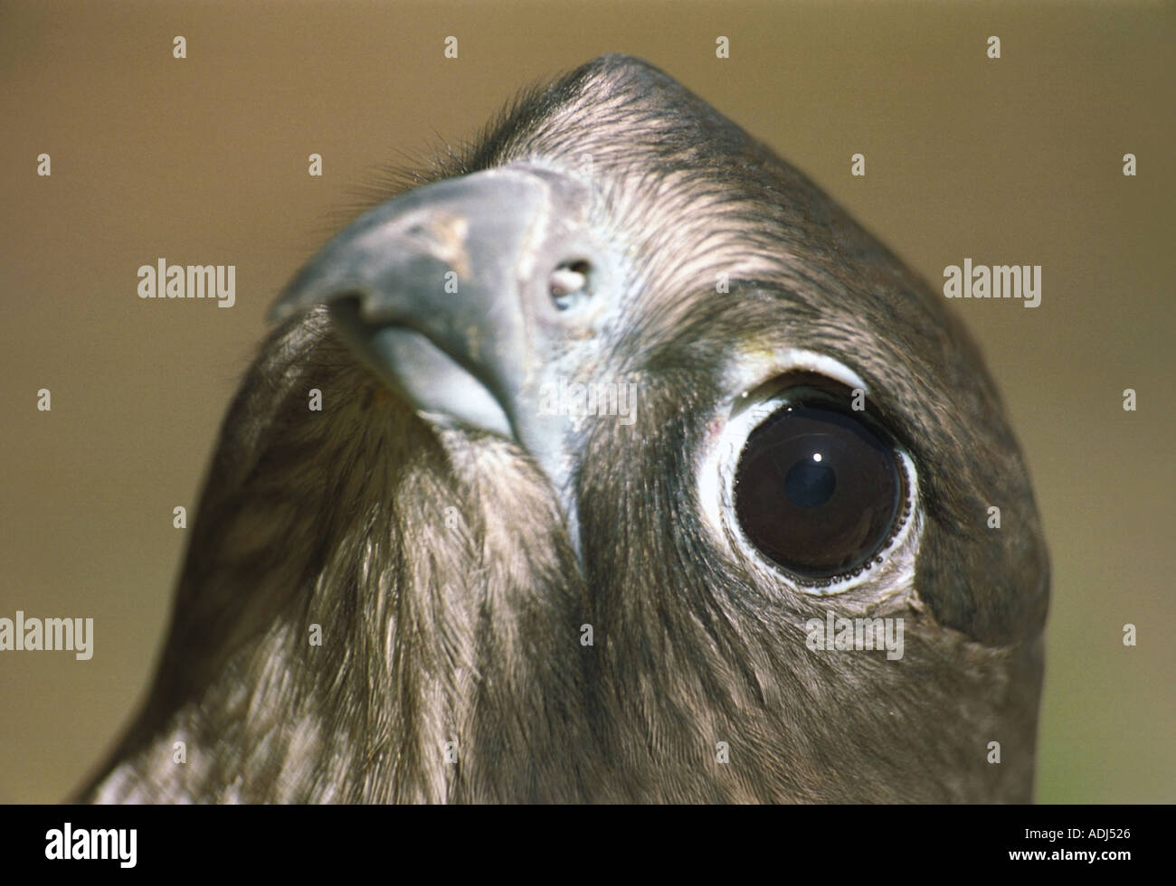 Altai falcon hi-res stock photography and images - Alamy