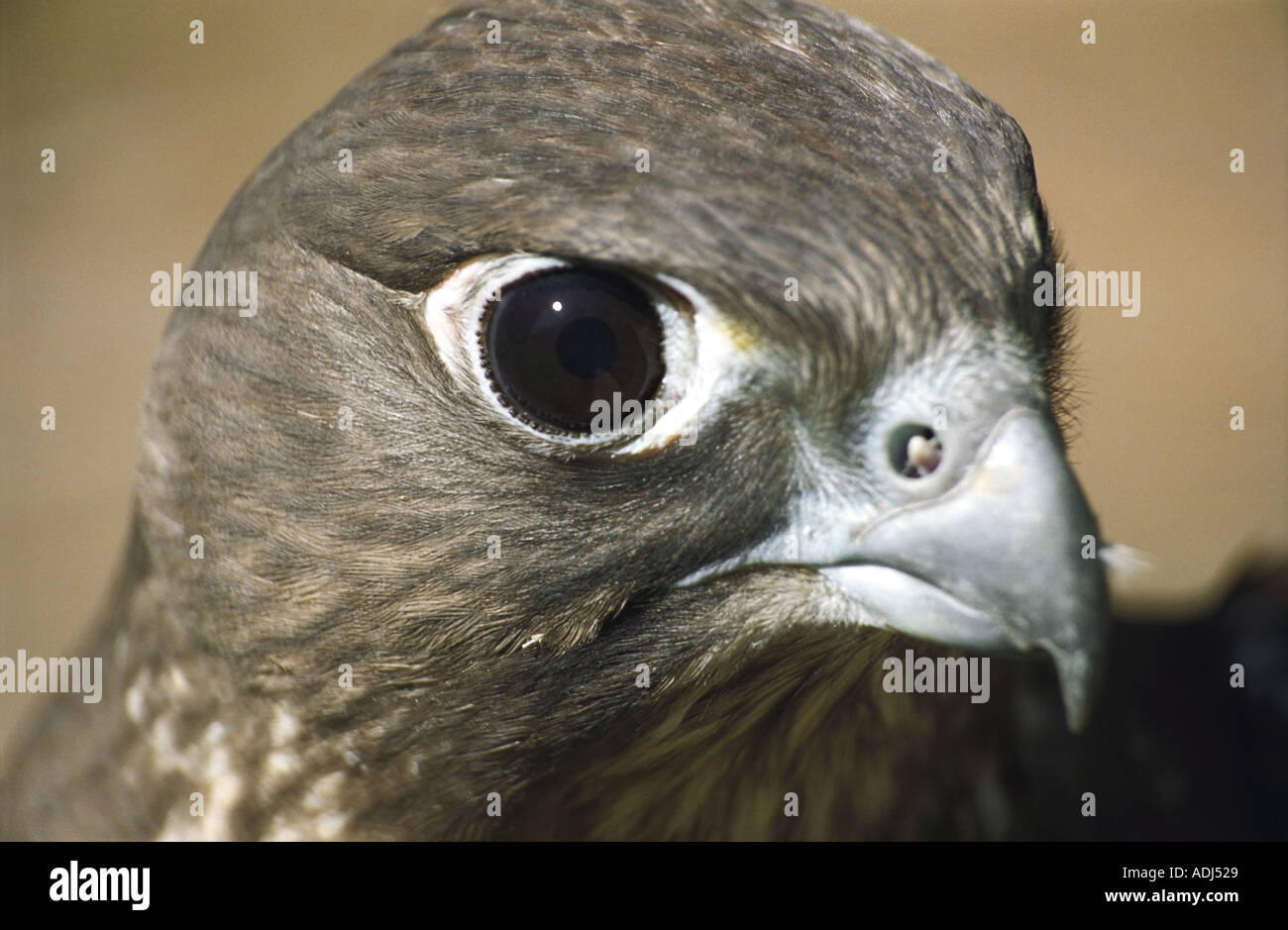 Saker falcon russia hi-res stock photography and images - Alamy
