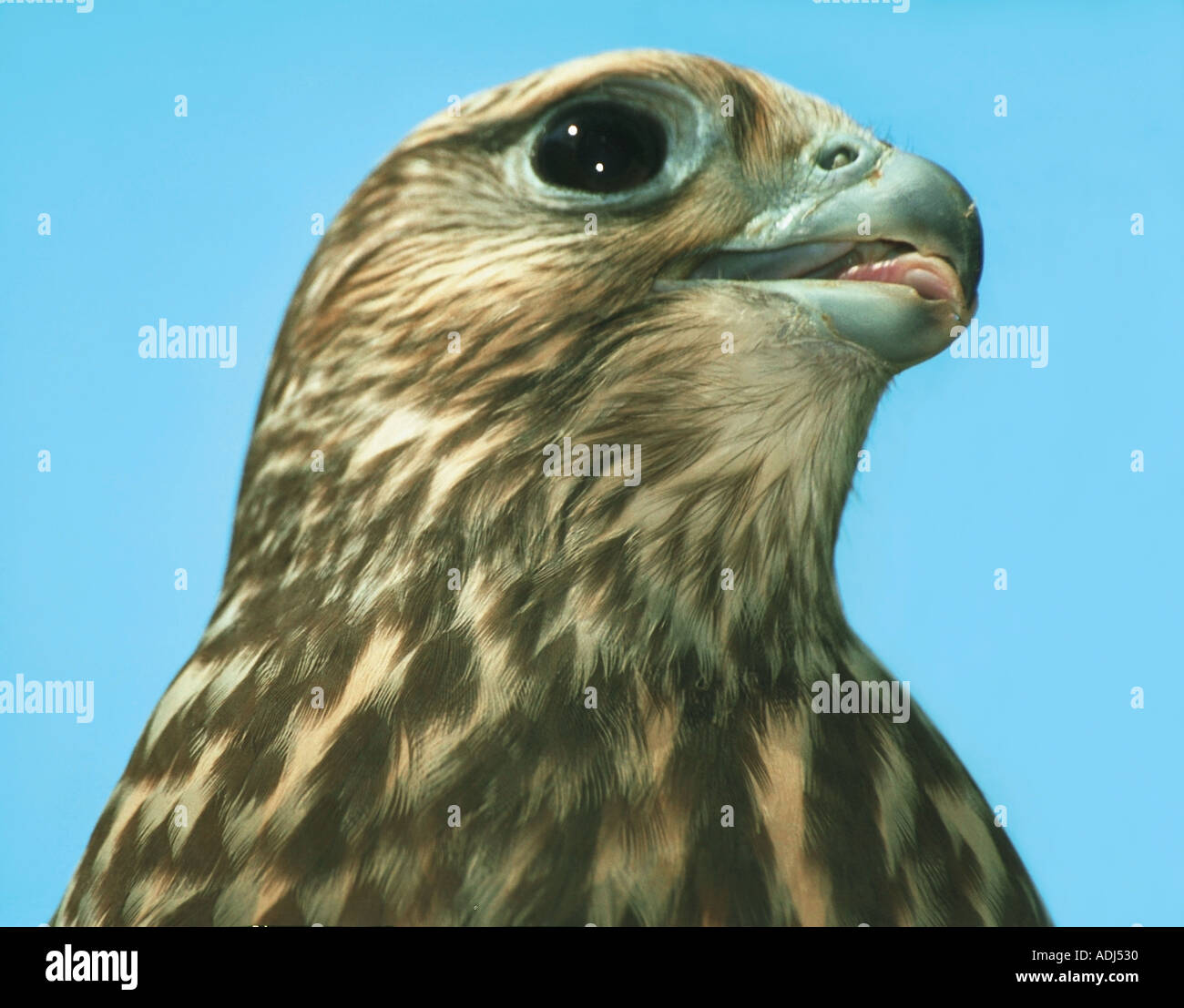 Saker falcon russia hi-res stock photography and images - Alamy