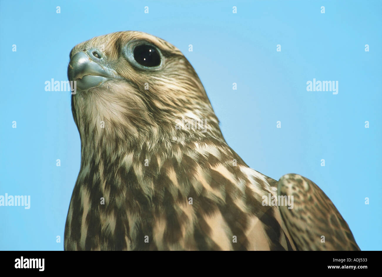 Altai Falcon High Resolution Stock Photography and Images - Alamy