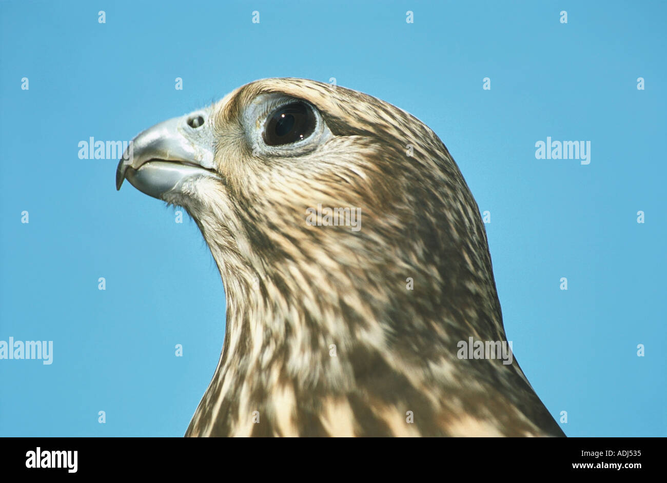 Altai falcon hi-res stock photography and images - Alamy