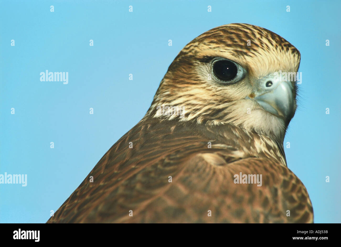 Altai Falcon Stock Photos & Altai Falcon Stock Images - Alamy