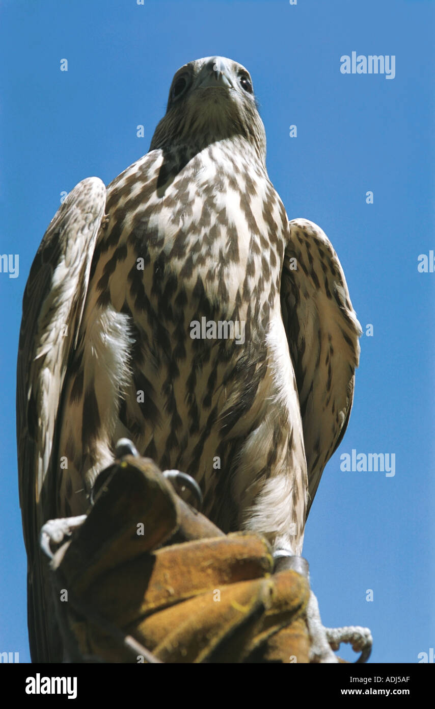 Saker falcon russia hi-res stock photography and images - Alamy