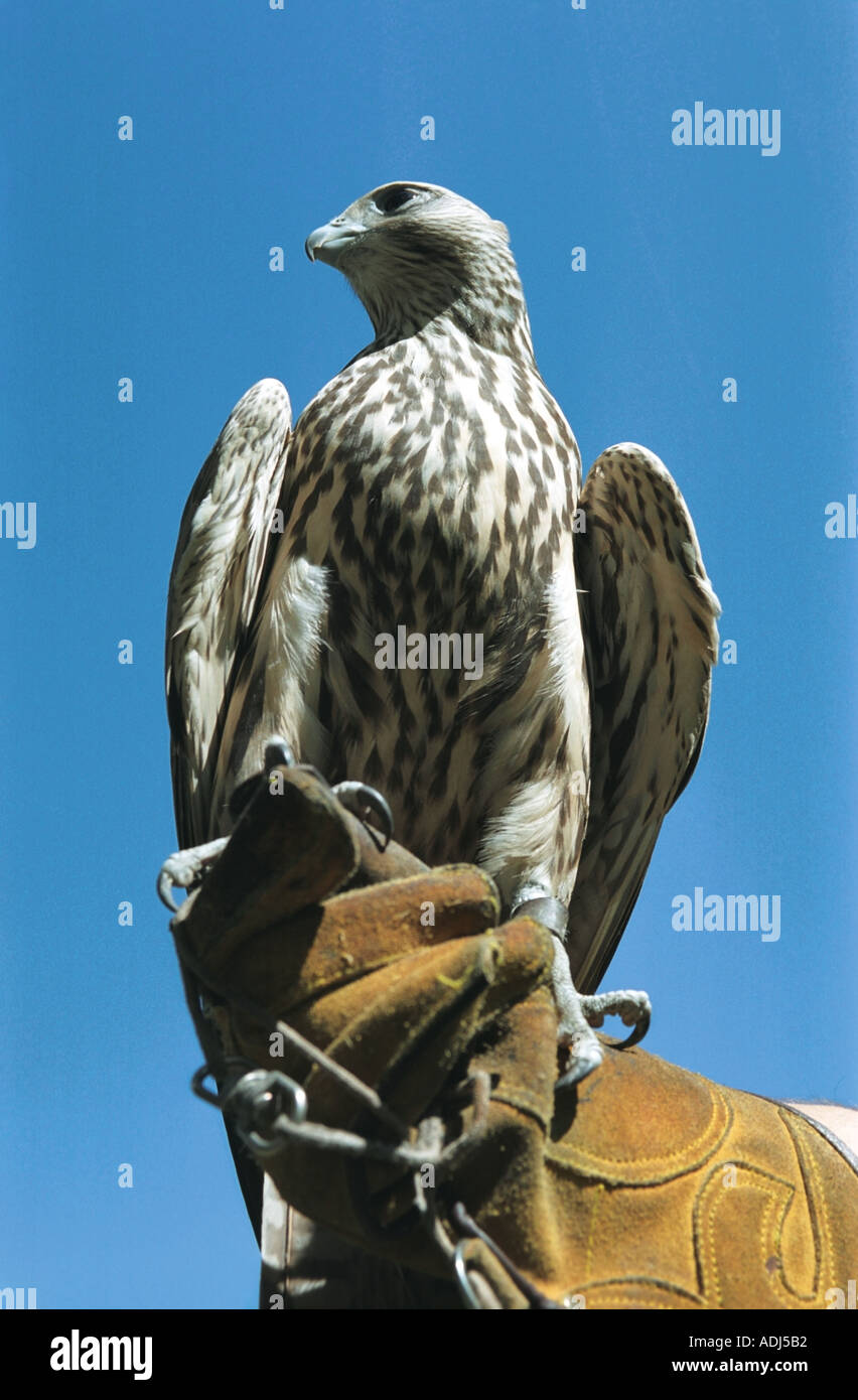 Saker falcon russia hi-res stock photography and images - Alamy