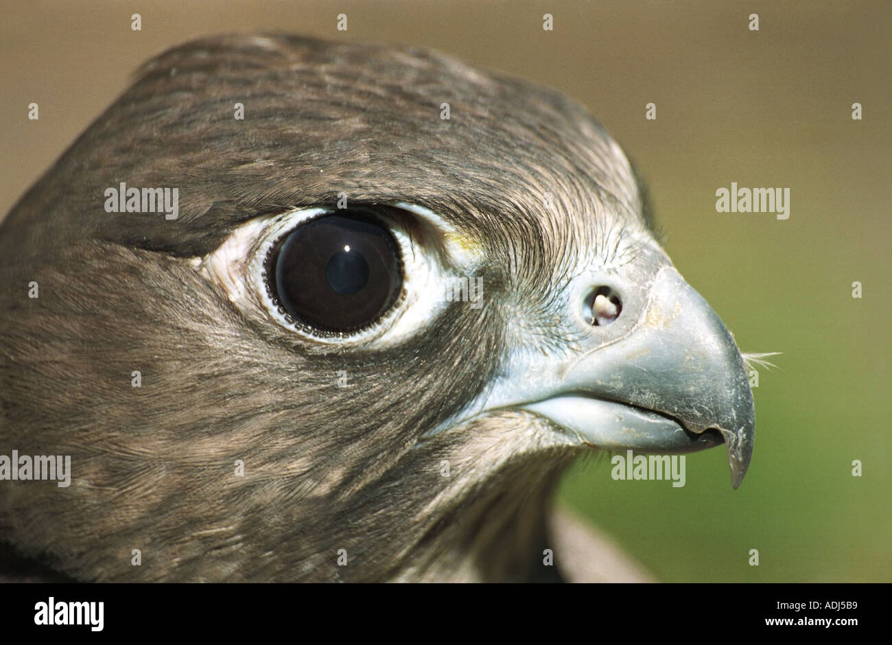Altai falcon hi-res stock photography and images - Alamy