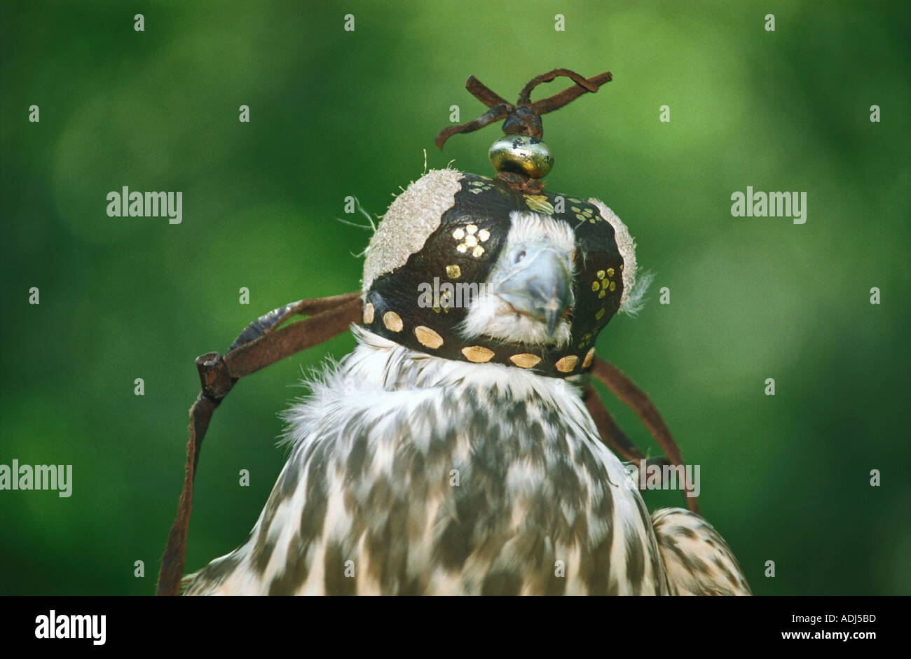 Saker Falcon Falco Cherrug Altai Russia Stock Photo - Alamy