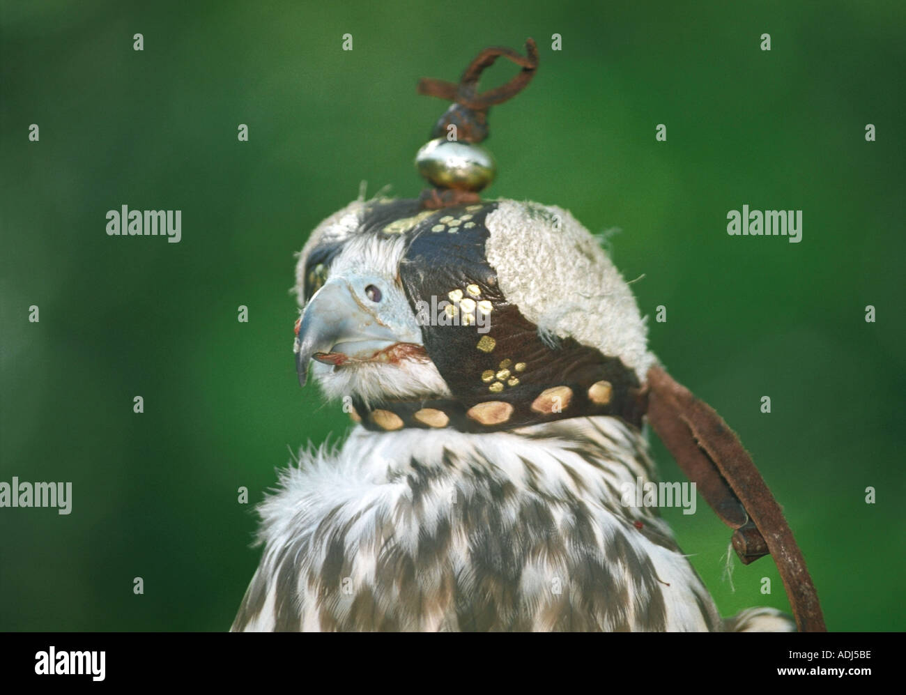 Saker falcon russia hi-res stock photography and images - Alamy
