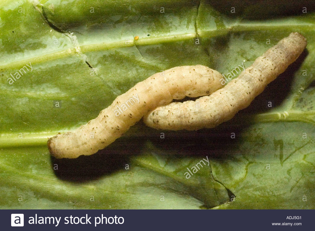 Armyworm Larva Stock Photos & Armyworm Larva Stock Images - Alamy