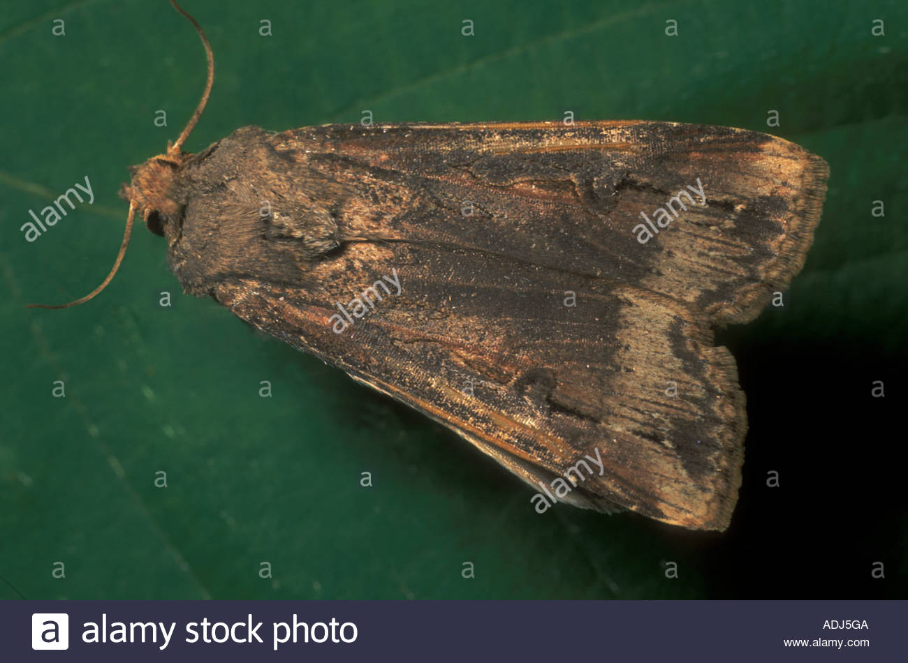 Agrotis Ipsilon High Resolution Stock Photography and Images - Alamy