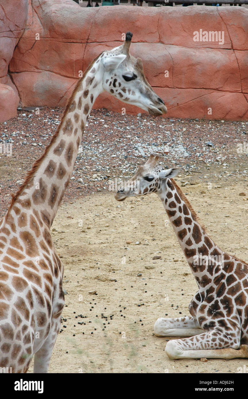 Portrait of giraffe and her young in captivity Stock Photo - Alamy