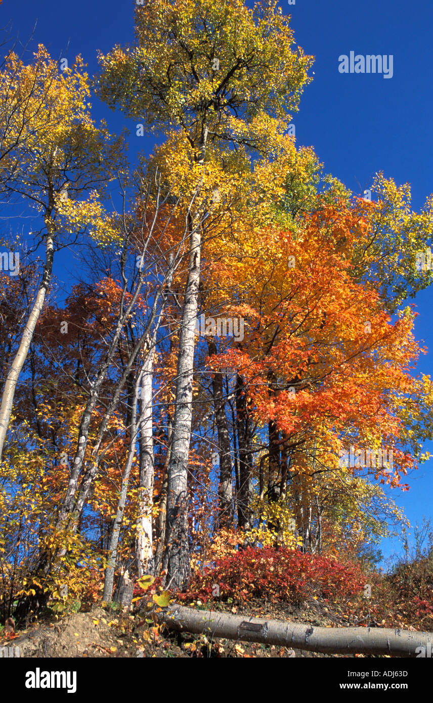 Poplar and maple trees in full fall foliage with a poplar tree fallen ...