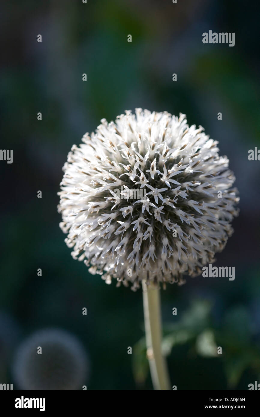 Flora Hampton Court Palace London England Stock Photo - Alamy