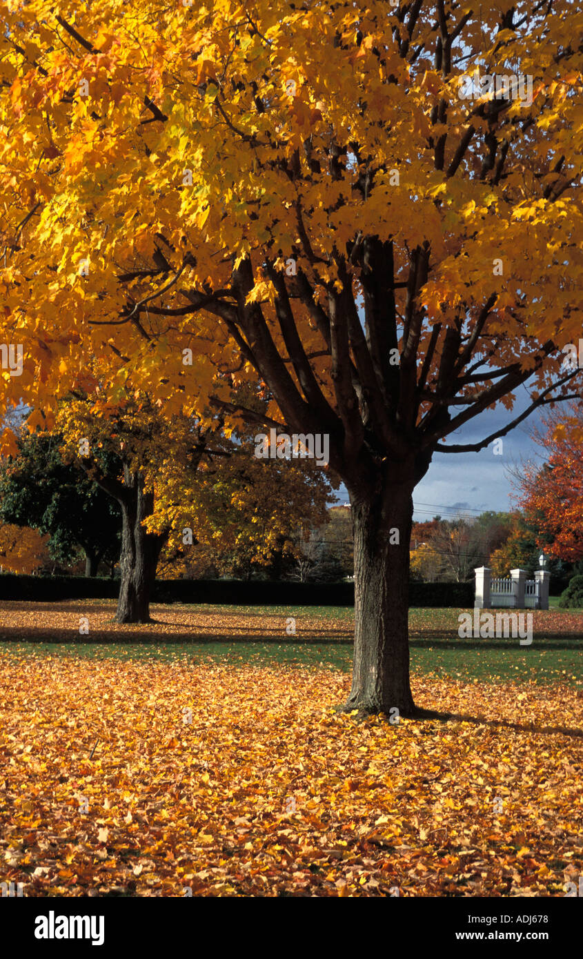 Maple tree in fall foliage colours with leaves on the ground ...