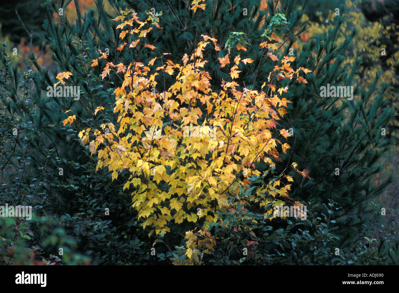 Autumn maple trees with yellow leaves framed by dark pines in green ...