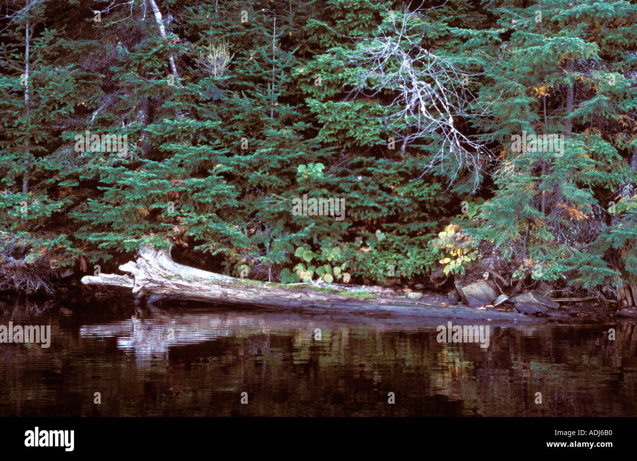 Fallen log in lake on dense dark boreal forest edge New Brunswick ...