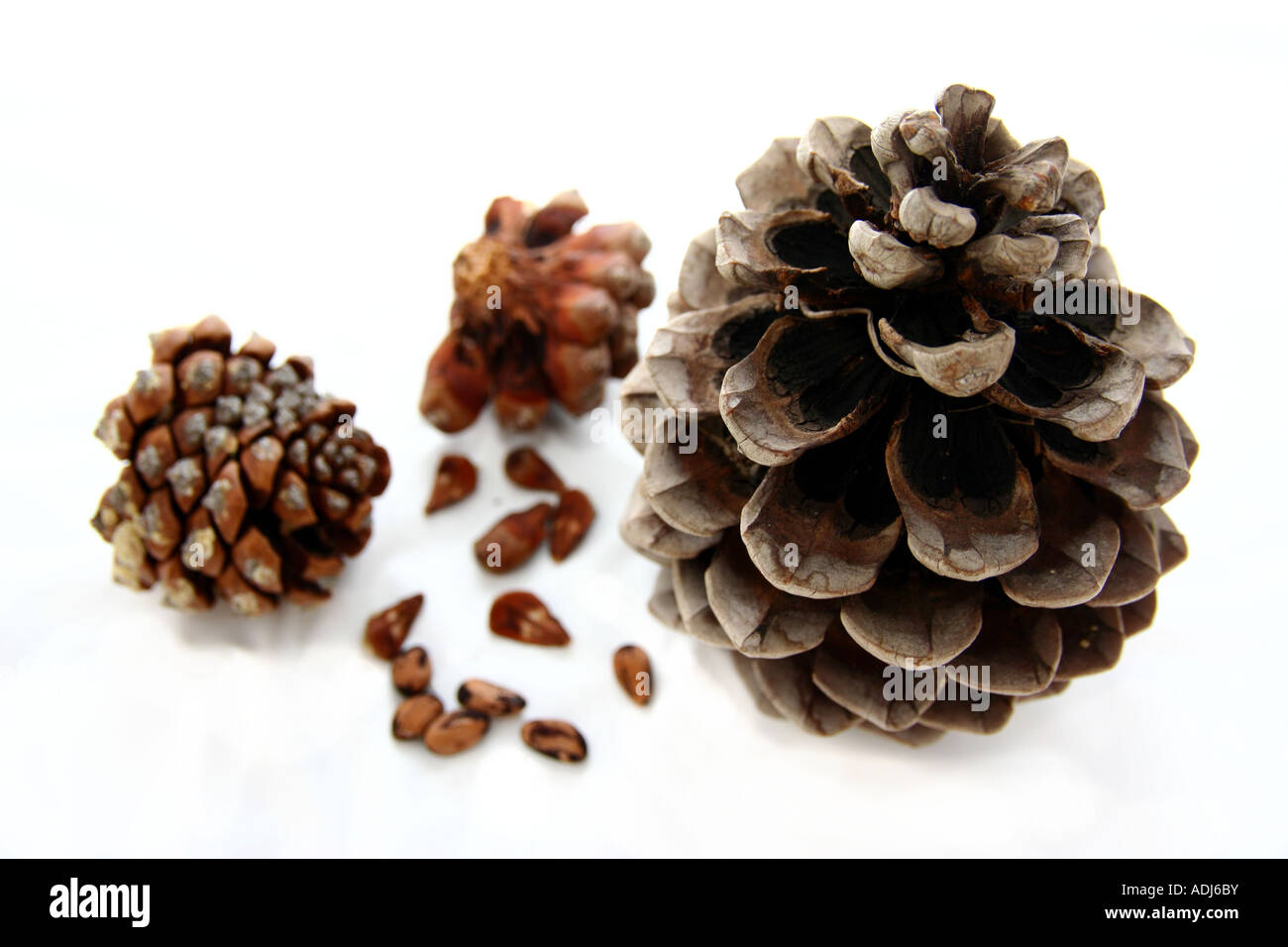 Pine cones with pine nuts around on white background Stock Photo - Alamy